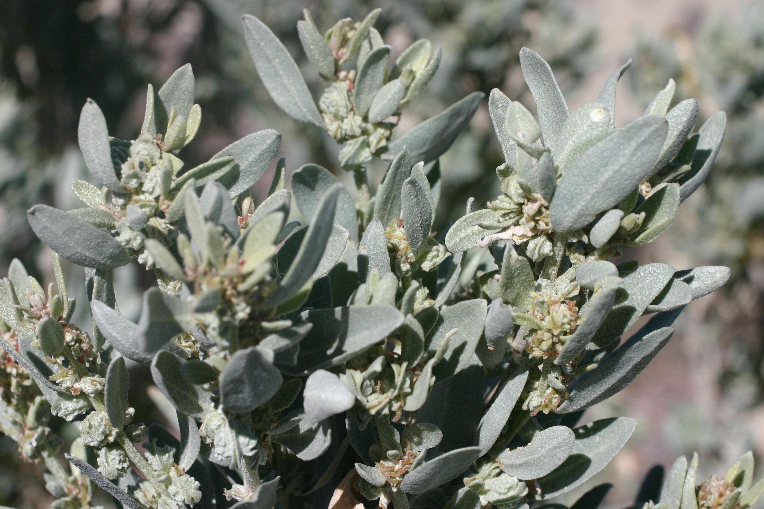 Atriplex cinerea | Aenigma Natives